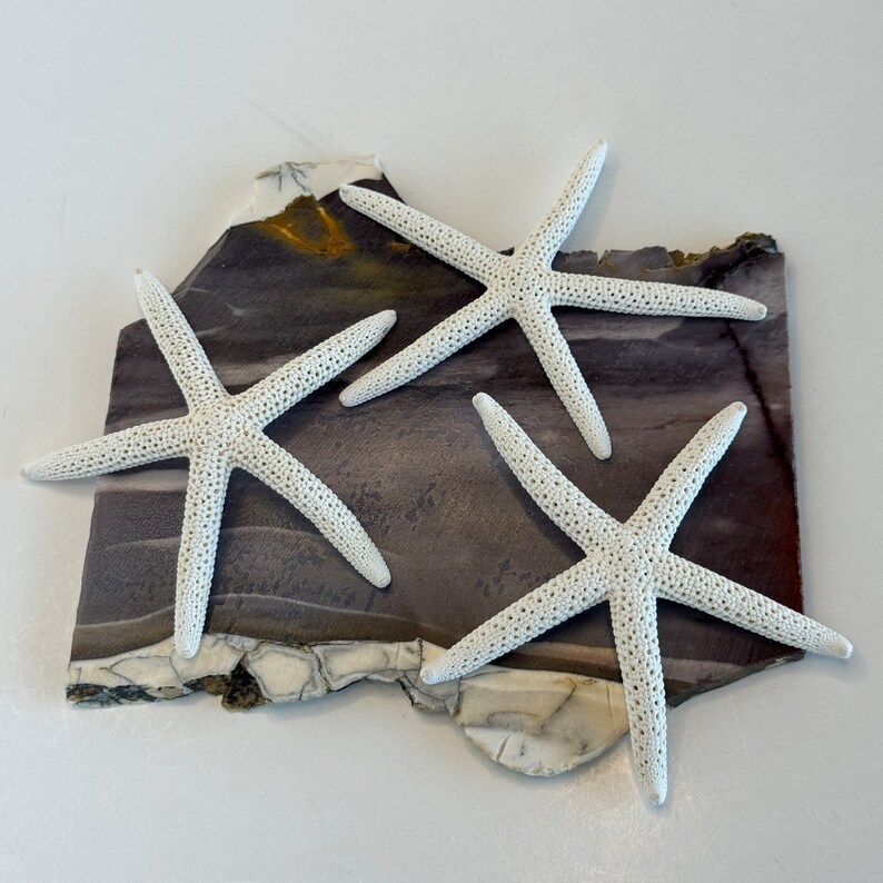3 Starfish, White Finger Star Fish, 3 - Etsy