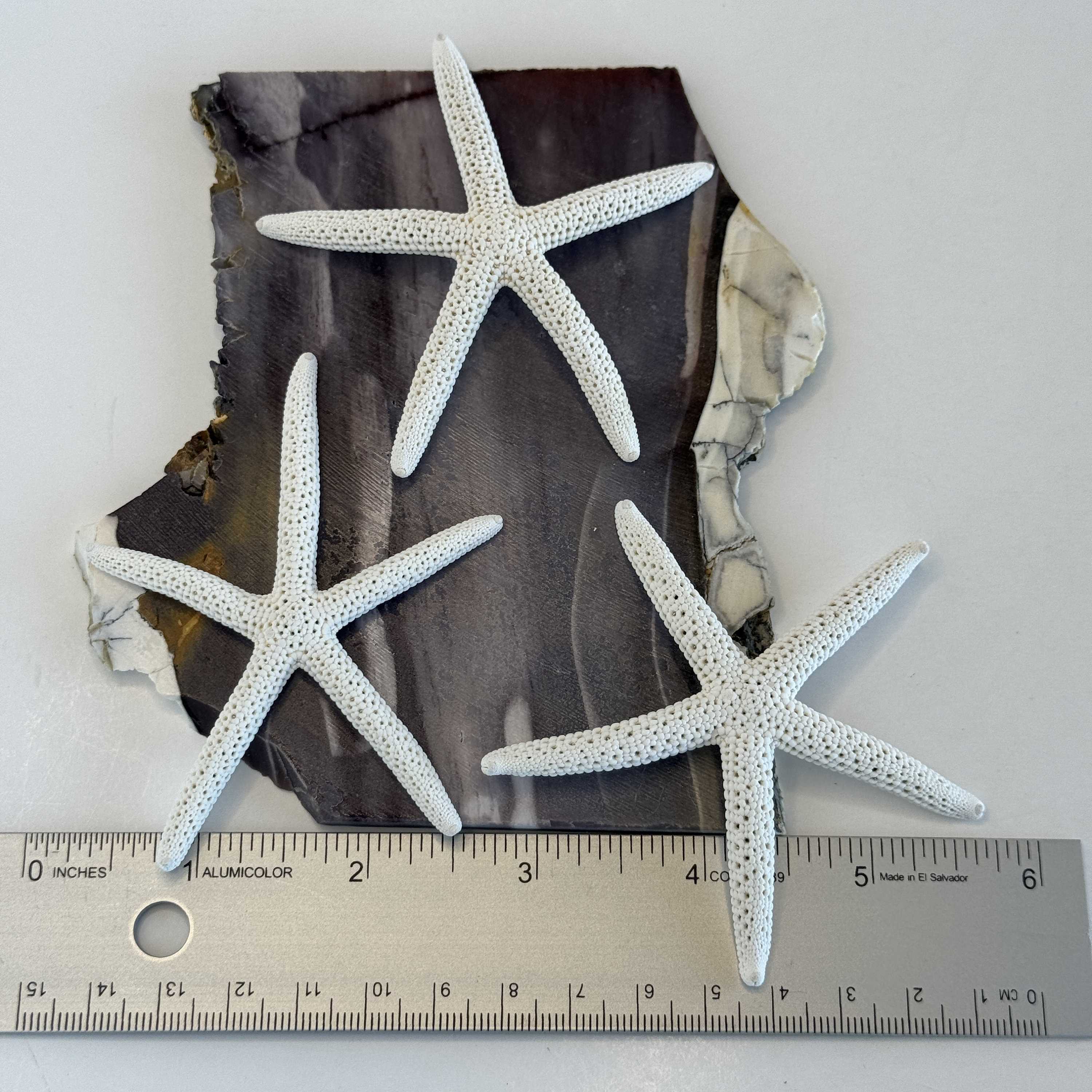 3 Starfish, White Finger Star Fish, 3 - Etsy