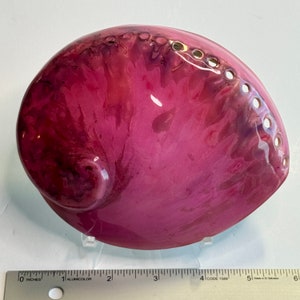 Raspberry Pink Midae Abalone, Large 5.5 Diameter, Highly Polished and ...