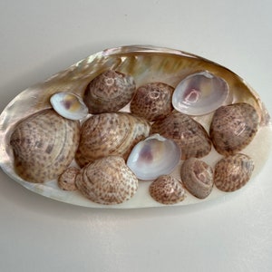 Calico Clams, Pretty, Smooth, Creamy Shells With Blurry Brown ...