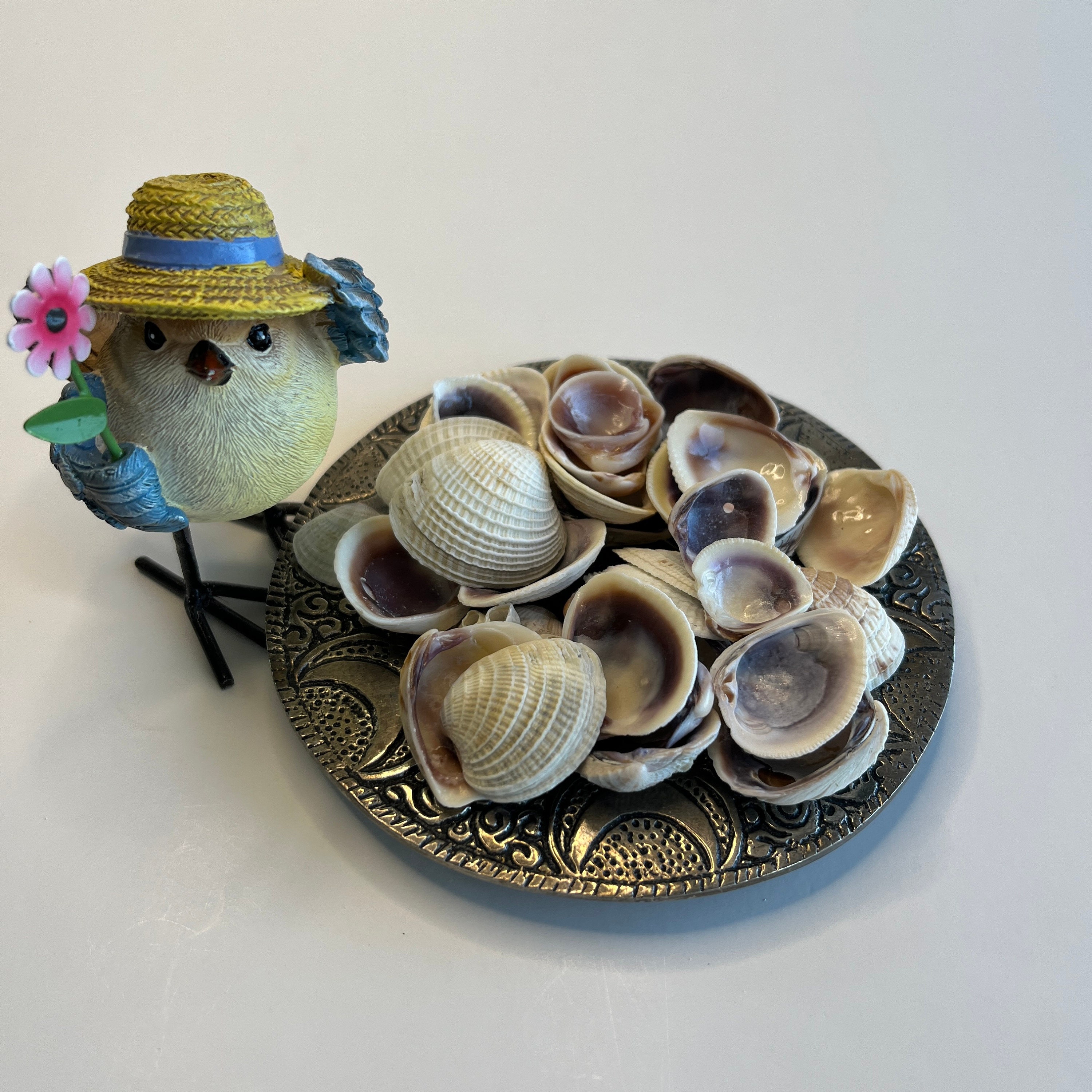 Cross-barred Venus Clam Shells chione Elevata 40-45 - Etsy