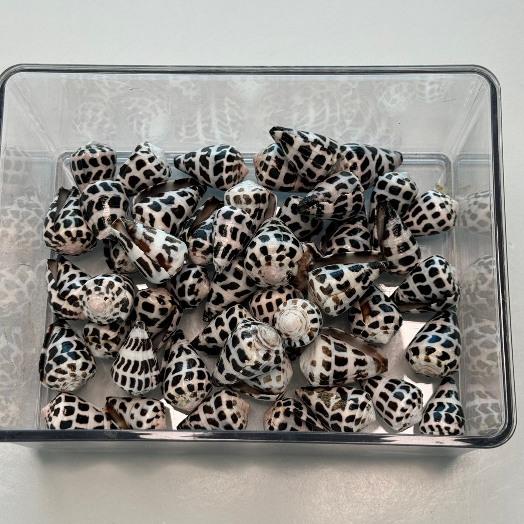 Hebrew Cones, 8 Cones With Squares of Rich Blacks and Whites Around Its ...