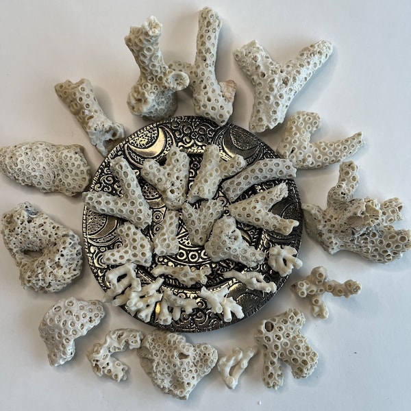 Pieces of Coral - Etsy