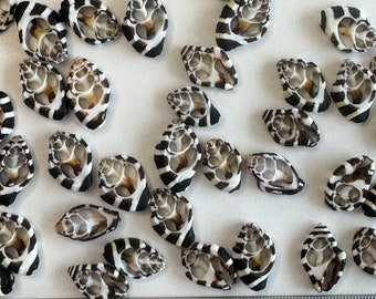 Bumble Bee Shell Bee Hive Shells Engina Mendicarea - Etsy