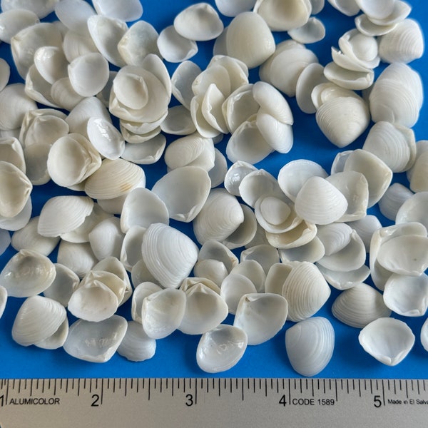 Tiny White Shells - Etsy