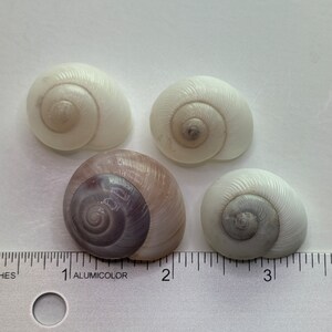 Purple Sea Snails, 4 Sea Snails, Rare Find, Gulf of Mexico Purple Sea ...