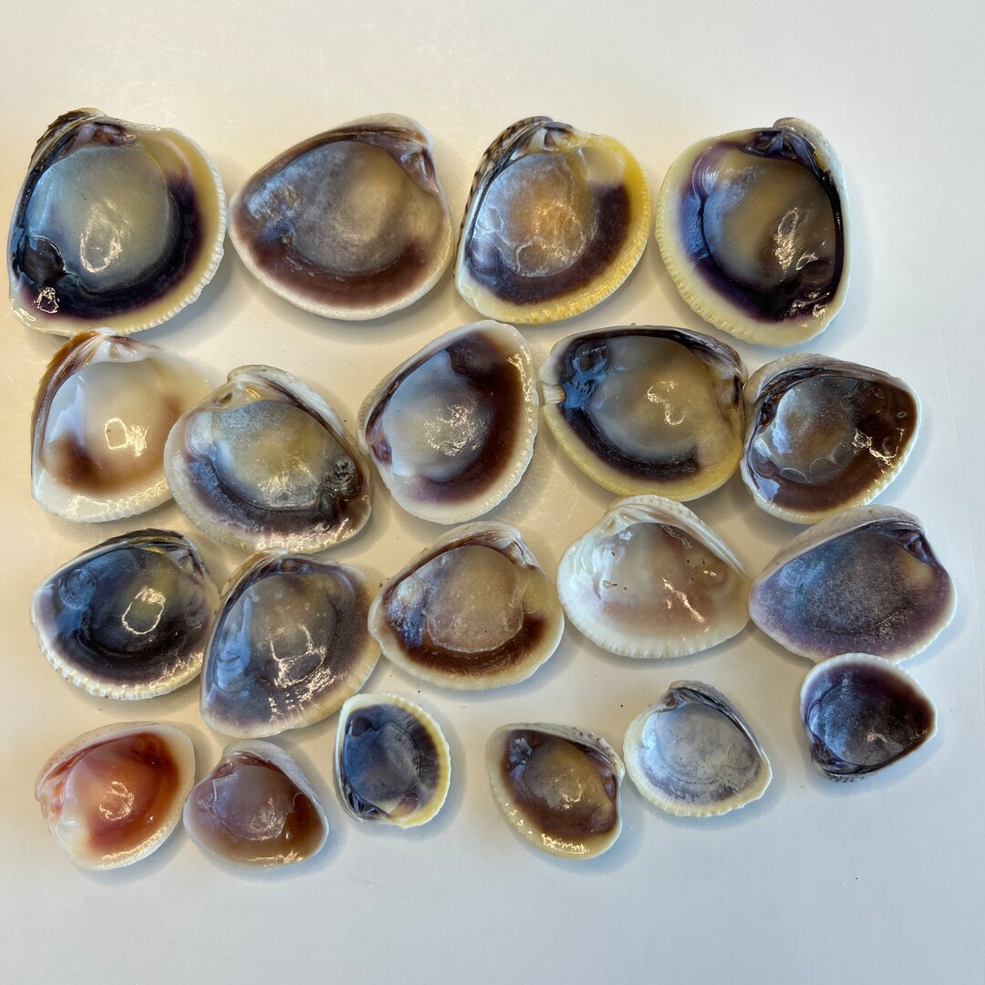 Cross-barred Venus Clam Shells chione Elevata 40-45 - Etsy