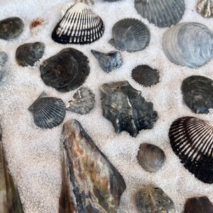 18 Naturally Black & Gray Florida Shells-lightly Polished, Dark Shells ...