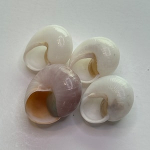 Purple Sea Snails, 4 Sea Snails, Rare Find, Gulf of Mexico Purple Sea ...