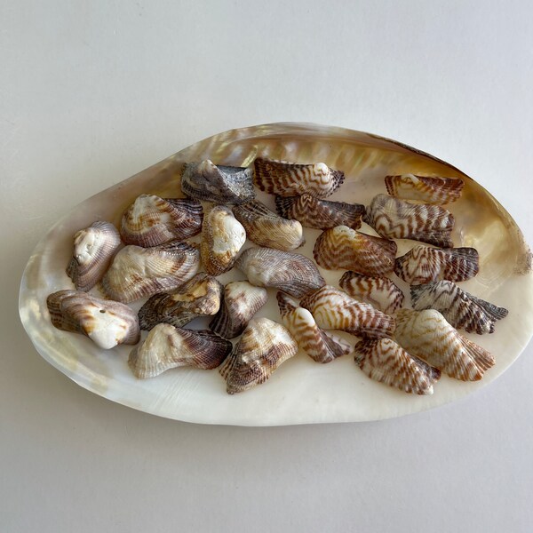 Turkey Wing Shells - Etsy