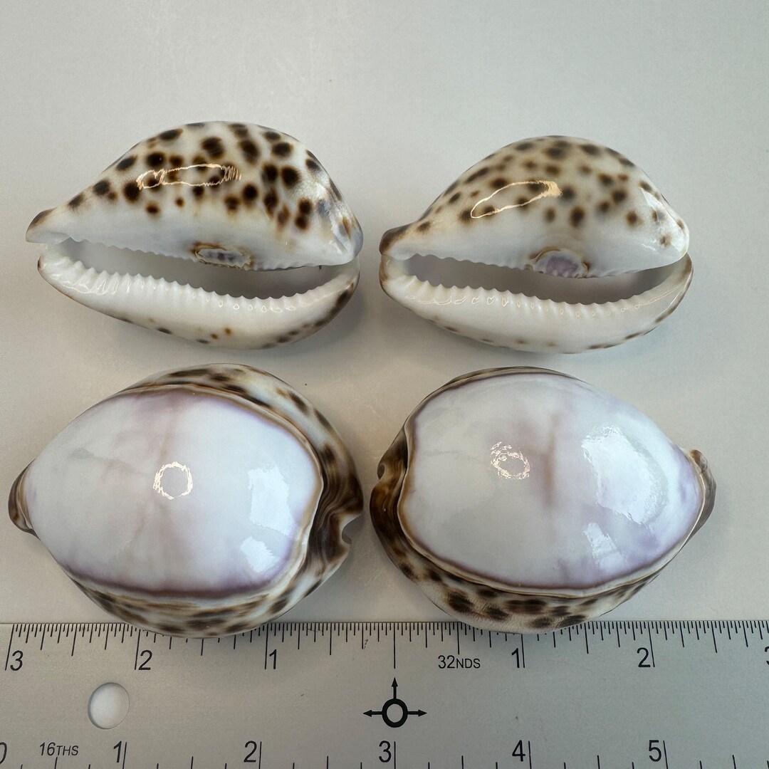 White Top Tiger Cowries, 2 Cowries, Approx. 2.5, Gift Idea, Tiger ...