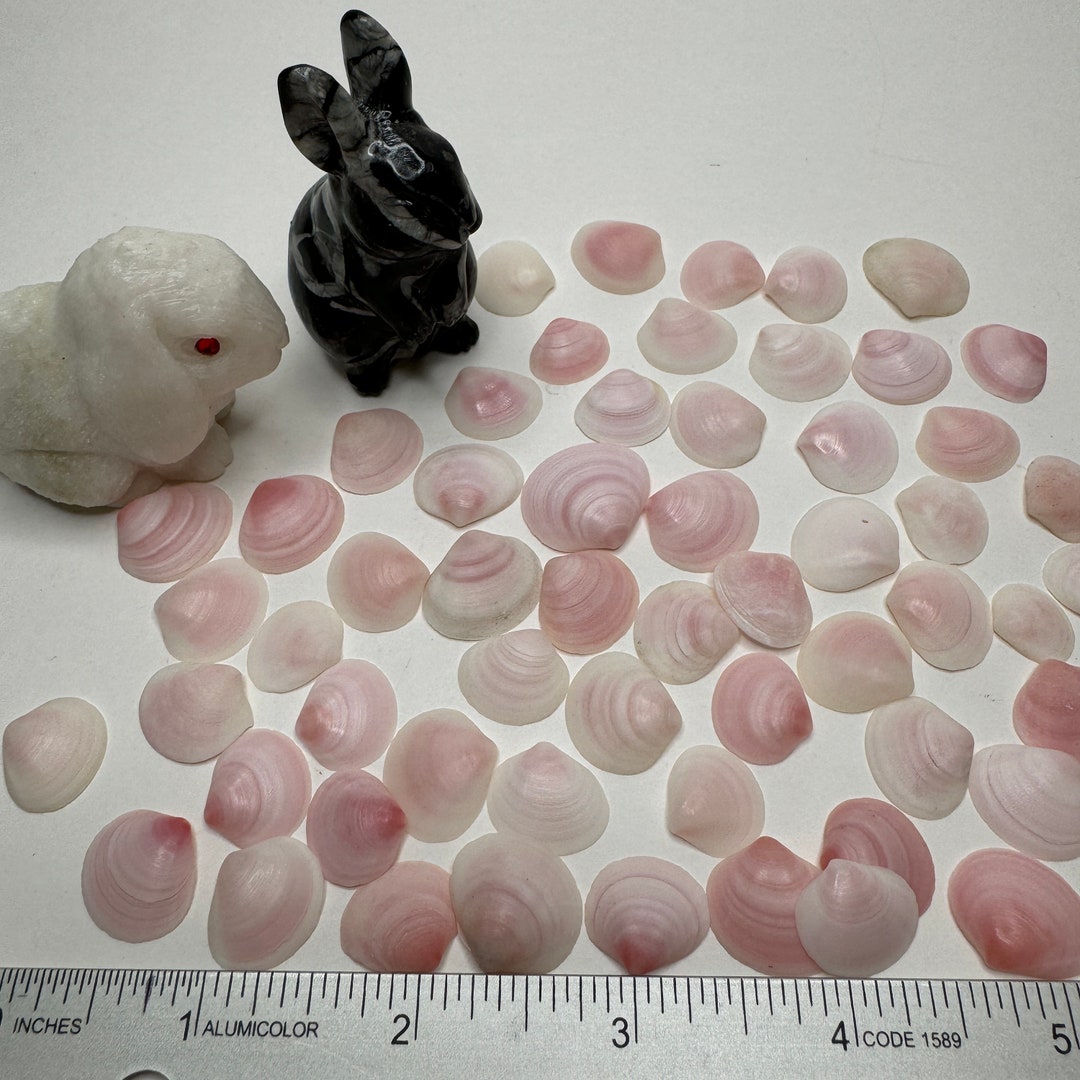 Small Apple Blossom Shells, Rose Cups, Beautiful Pink Shells Ranging ...