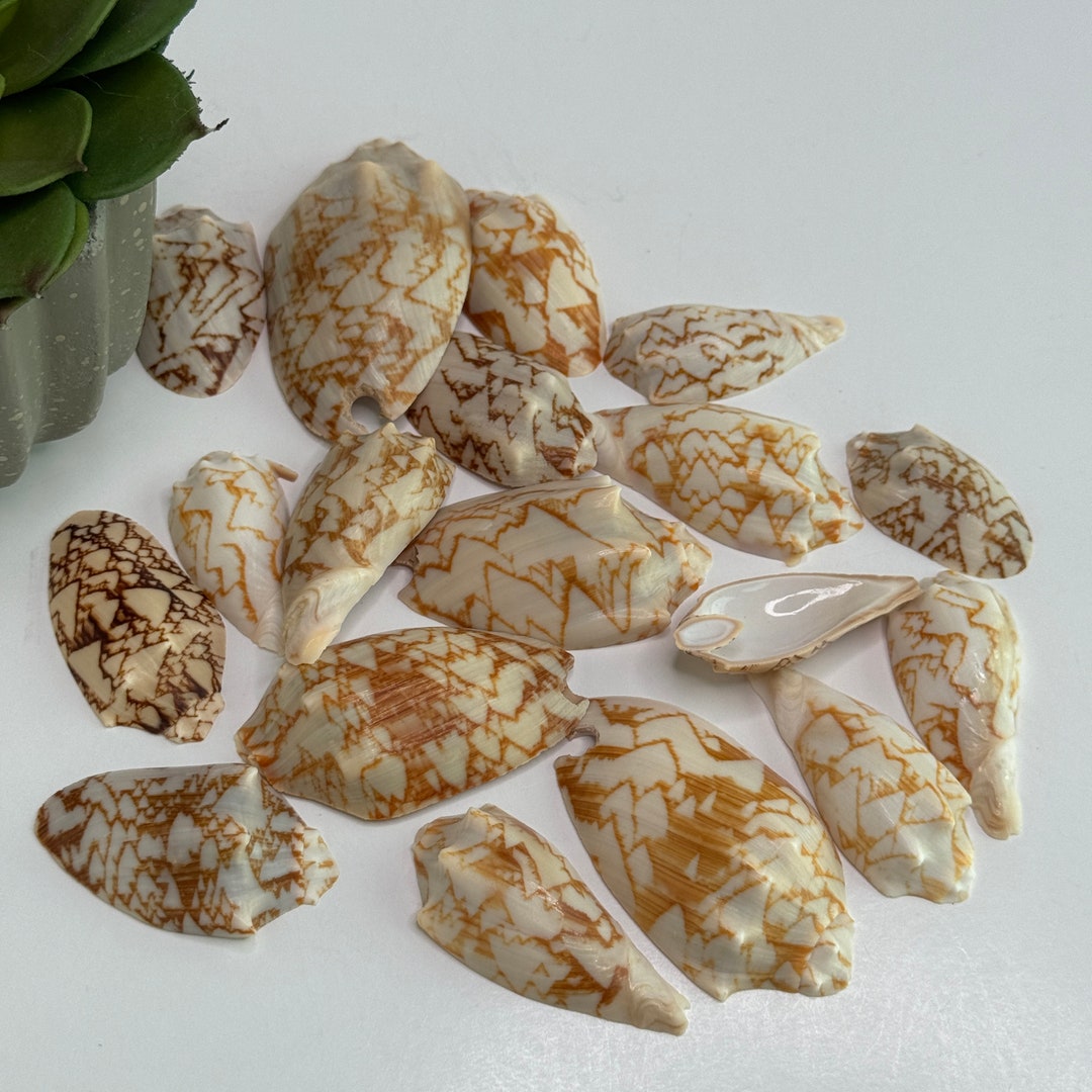 18 Bat Volutes top Cut Shells for Crafters, Assorted Sizes 1.75-2.75 ...