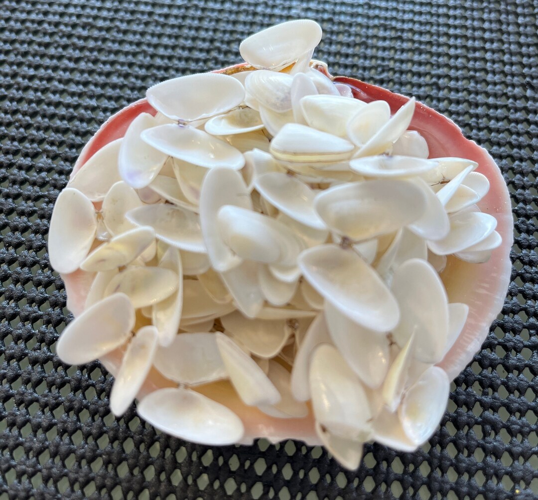White Coquina Clam Shells, 1/3 Cup, Small Wedge-shape Shells for Crafts ...