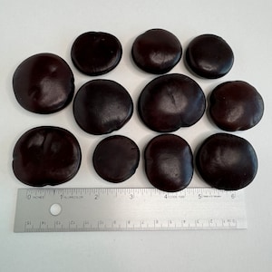 6 Lucky Sea Beans, Beautiful Rich Dark Brown Sea Beans Have a Smooth ...