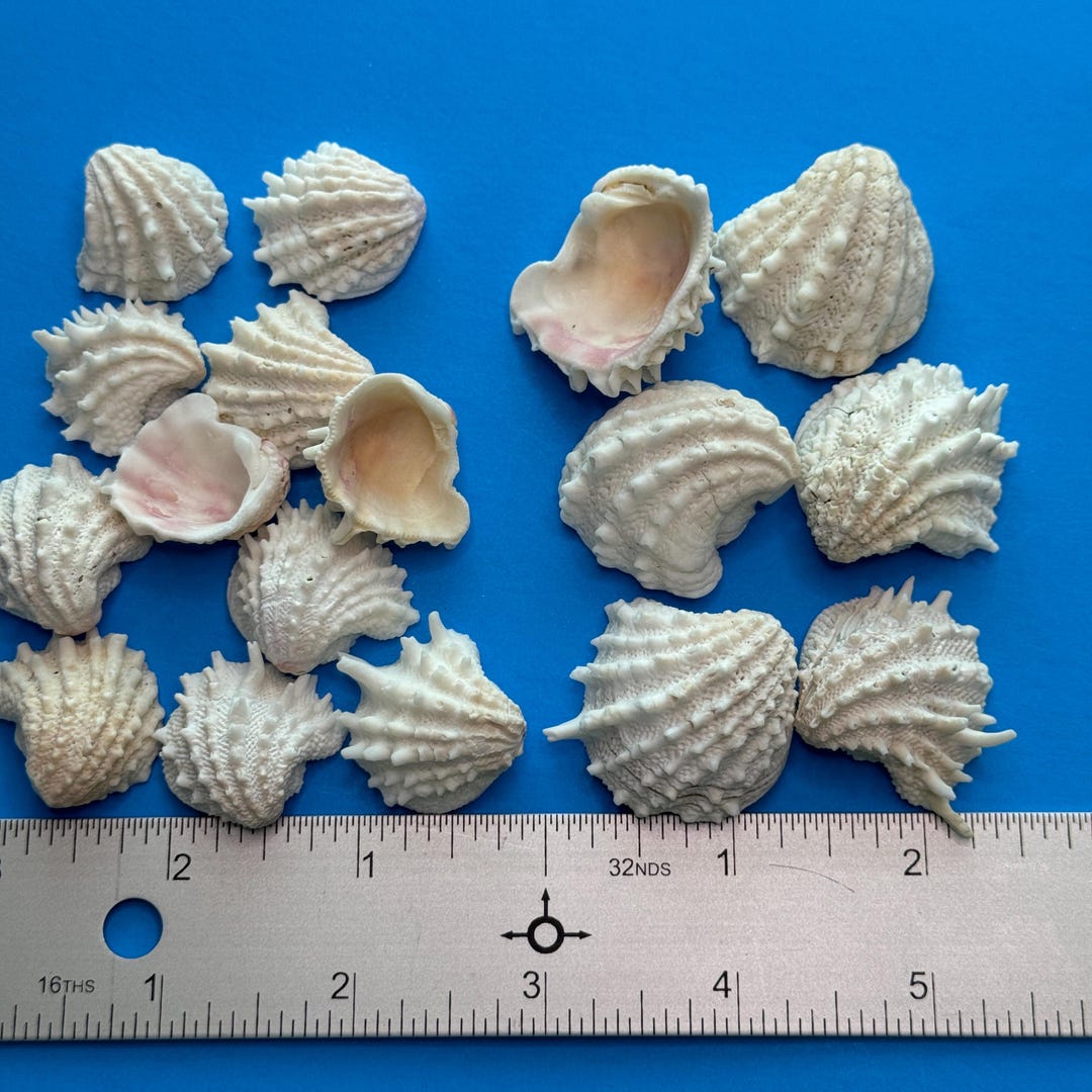 Florida Spiny Jewelboxes, White Spiny Shells, Pink, Purple or White ...