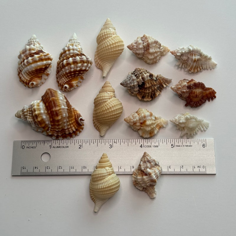Murex Shell - Etsy