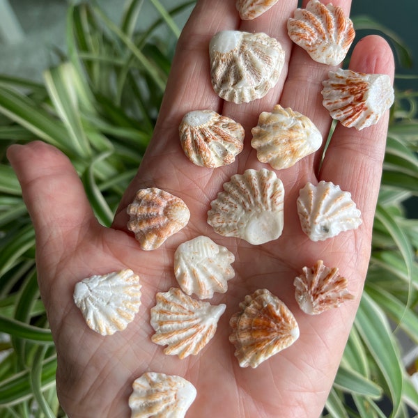 Cats Paw Shell - Etsy