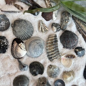 18 Naturally Black & Gray Florida Shells-lightly Polished, Dark Shells ...