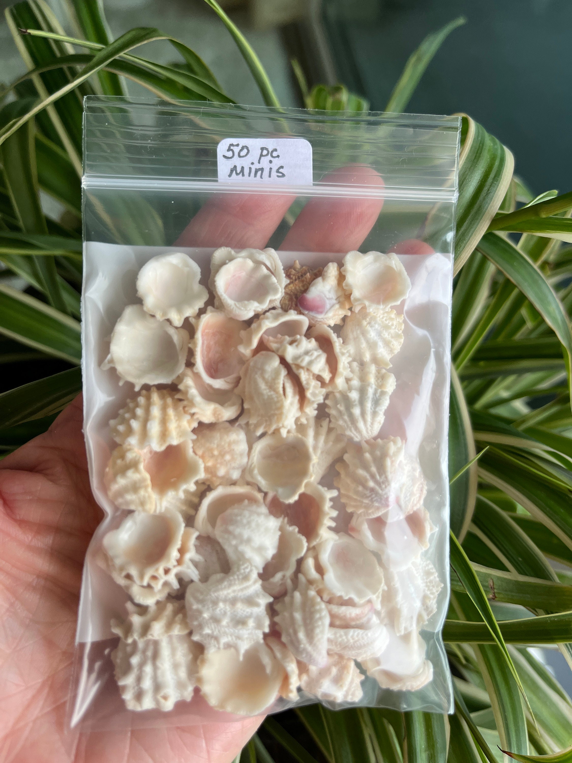 Miniature Florida Spiny Jewelbox Mini Spiny Jewelbox for - Etsy