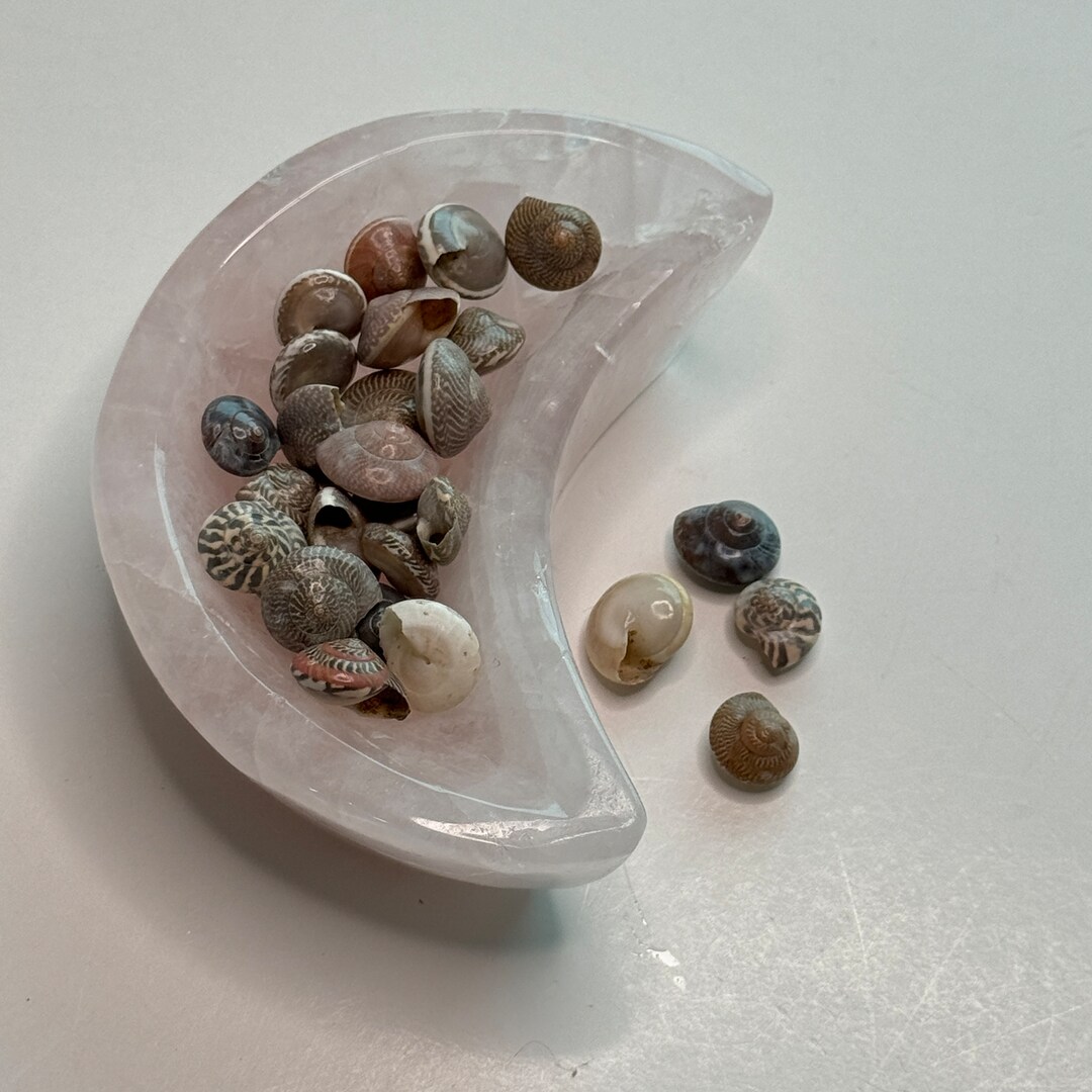 Umbonium Costatum, Large Button Snails, These Shells Have a Sculptured ...