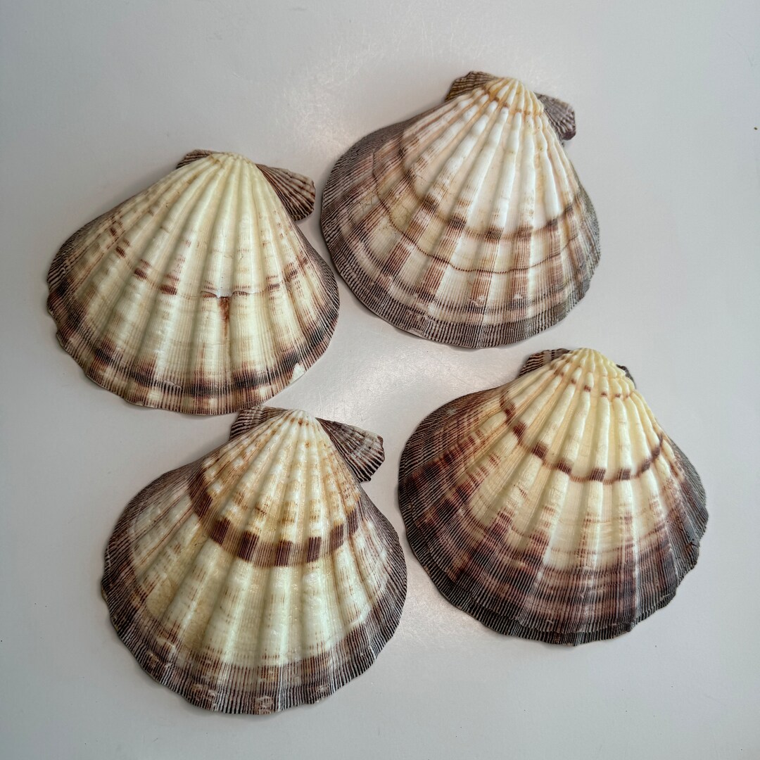 Highly Collectable & Gorgeous Lion's Paw Shells, Beautiful on Both the ...