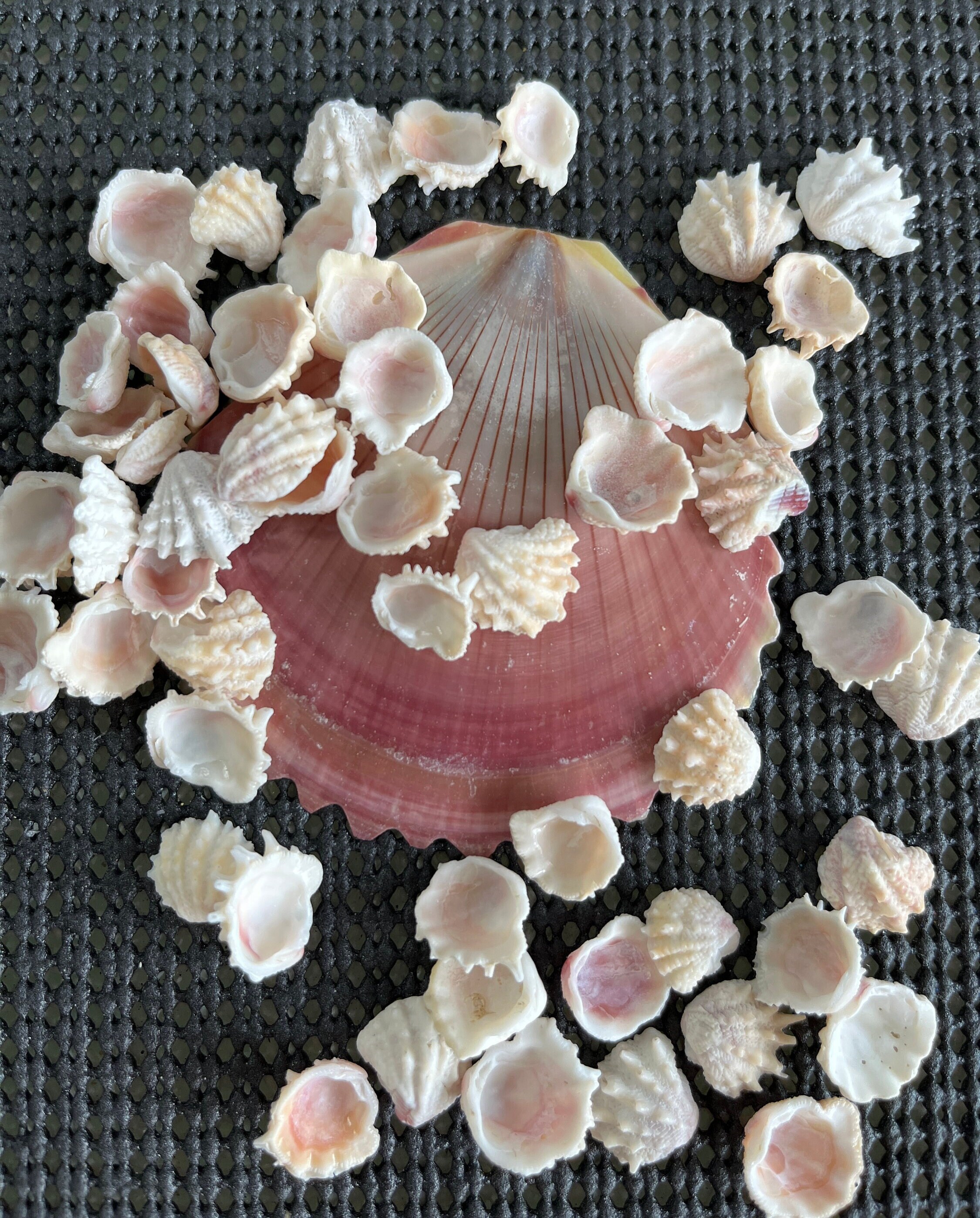 Miniature Florida Spiny Jewelbox Mini Spiny Jewelbox for - Etsy