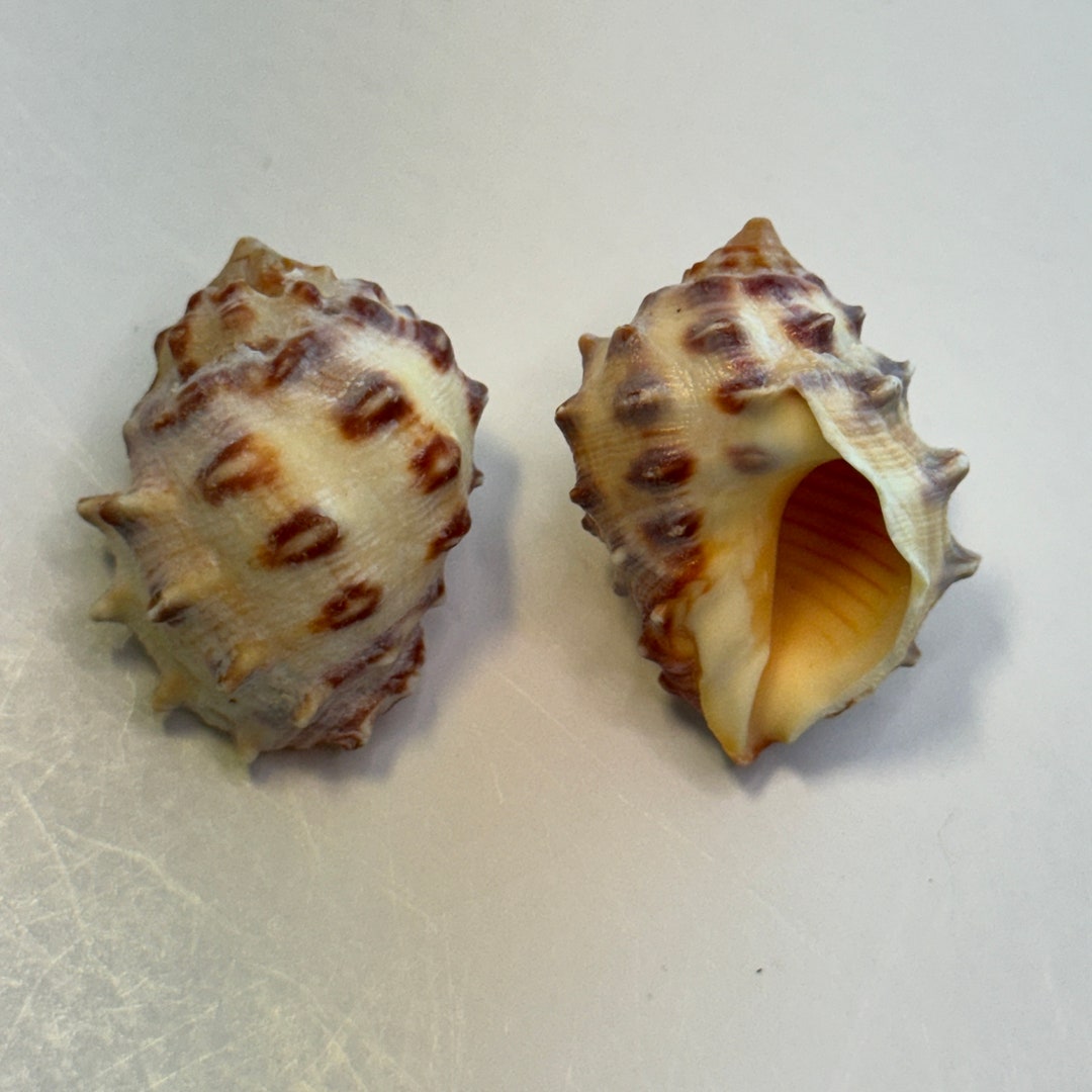 Orange Hawaiian Drupe, 12 Shells, Approx. 7/8 1 1/2, Beautiful Hawaiian ...