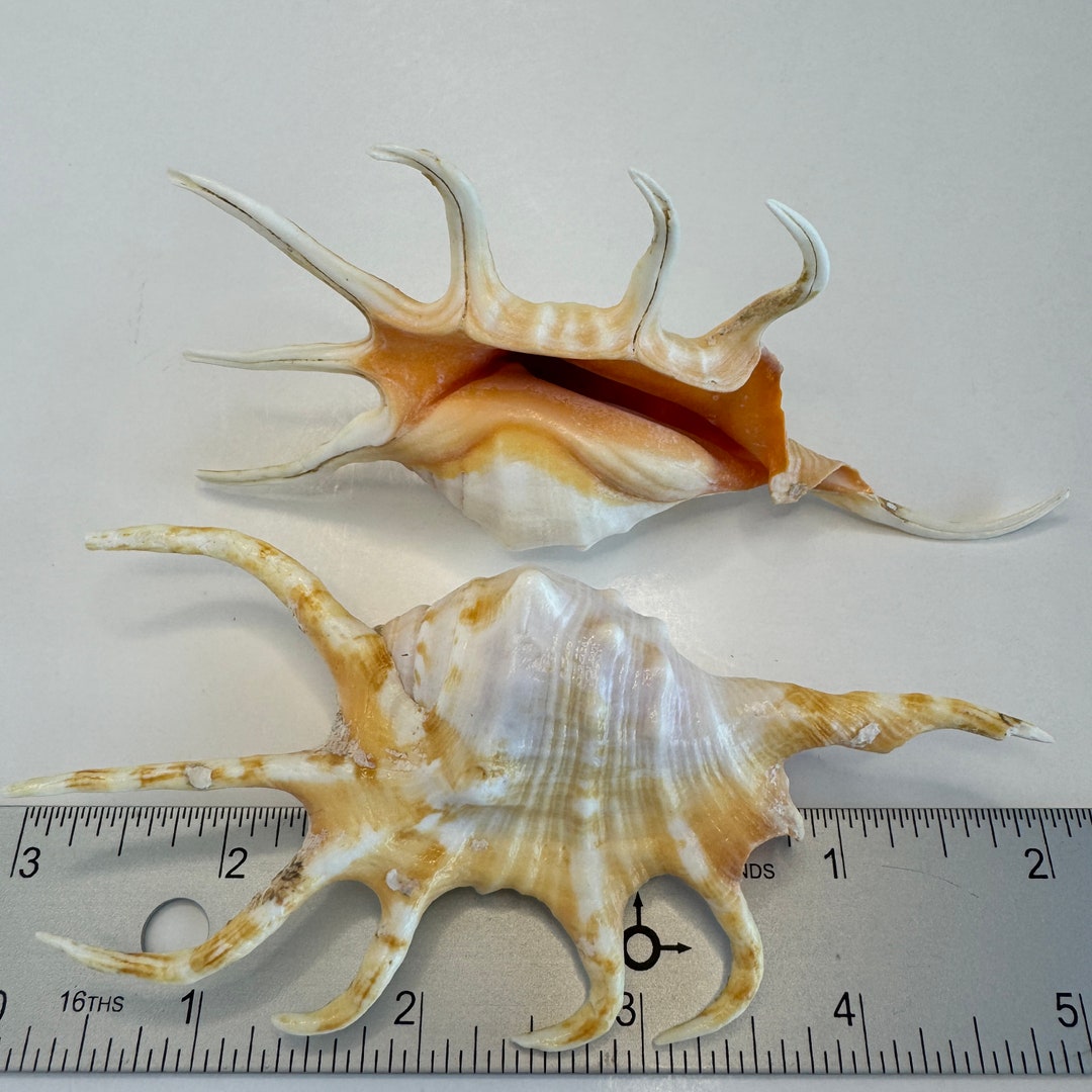2 Lambis Crocata Orange Mouth 4-5, Robust Shells With Peachy White ...