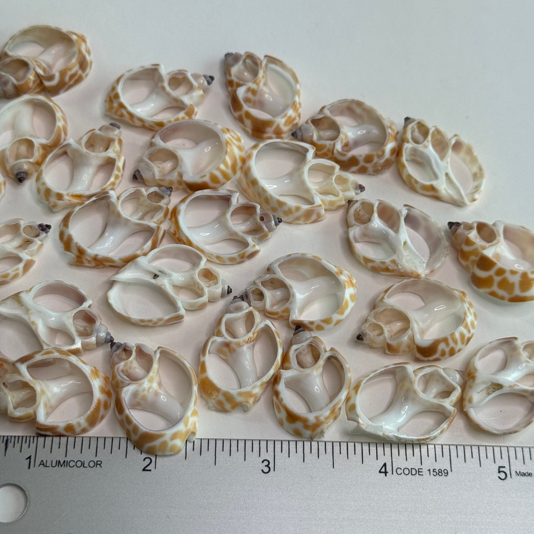 Babylonia Center Cut Shells, 25 Cut Shells, Approx. 1, Babylonia Shells ...
