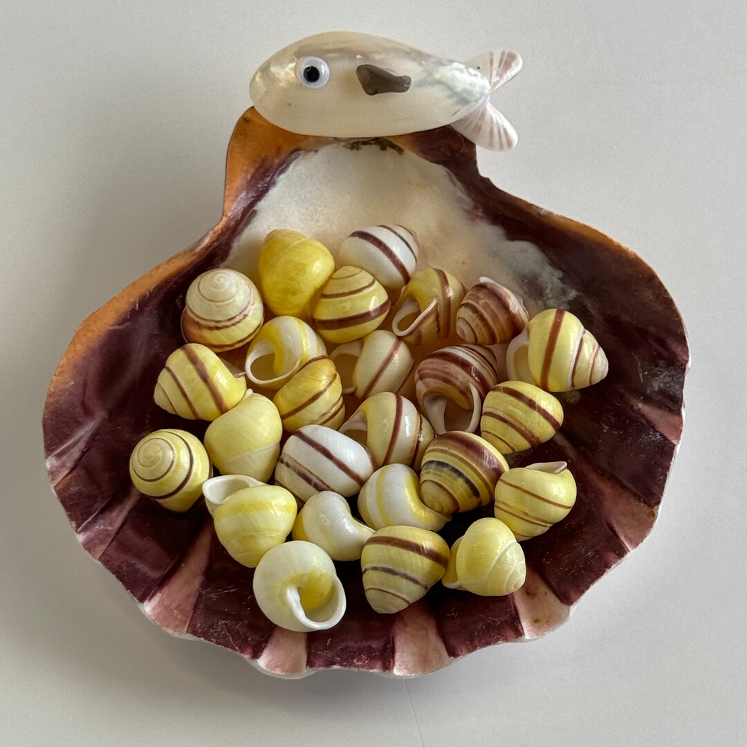 Yellow Land Snails, Colors Varies From White to Yellow-brown W/ Light ...