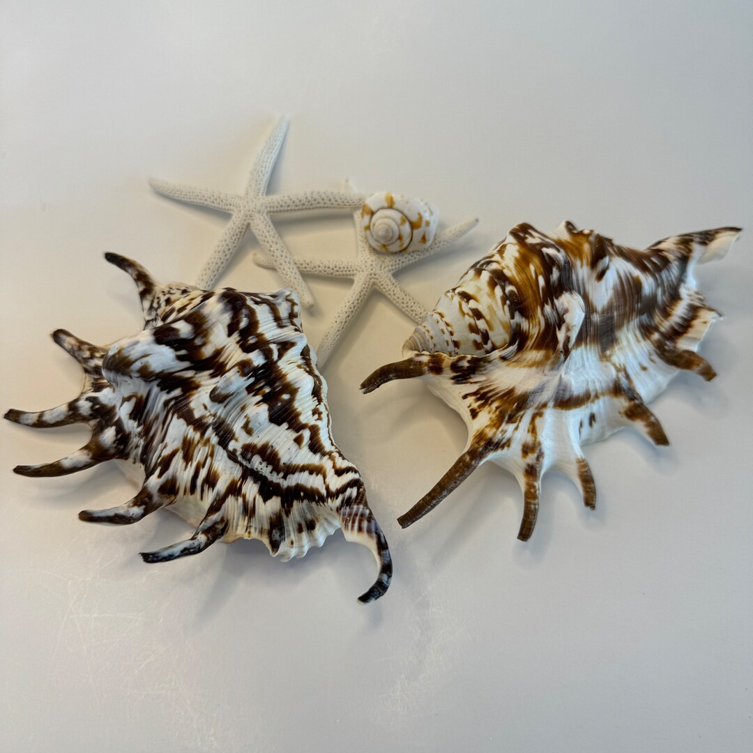 Dark Tiger Lambis Lambis, 2 Large Tiger Lambis, 5-6, Spider Conch, a ...