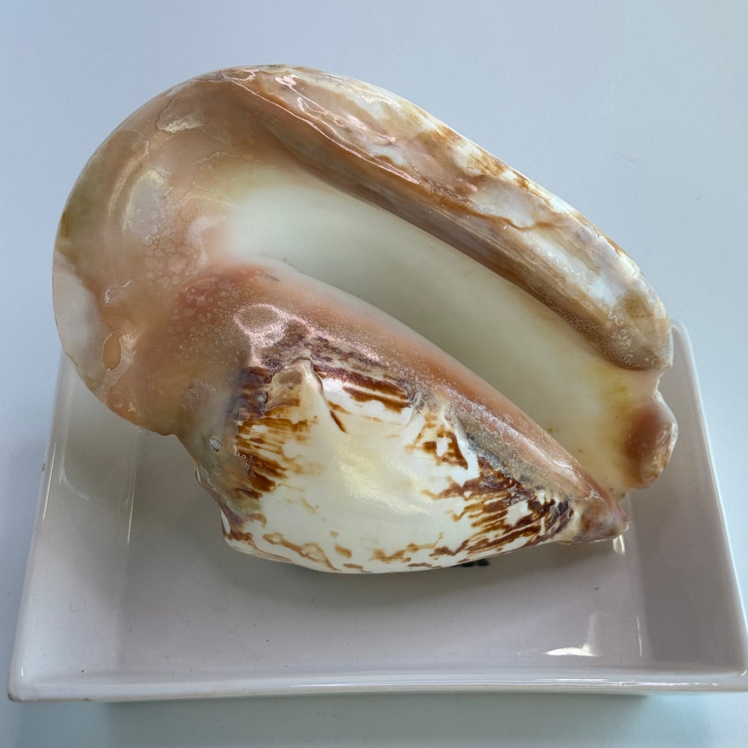 Wide Pacific Conch, Strombus Latissimus Select, Approx. 6-7, a Thick ...