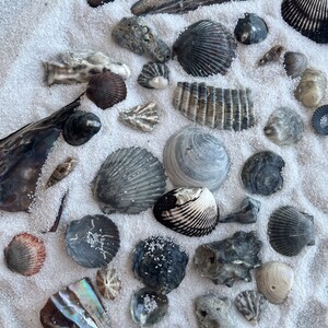 18 Naturally Black & Gray Florida Shells-lightly Polished, Dark Shells ...