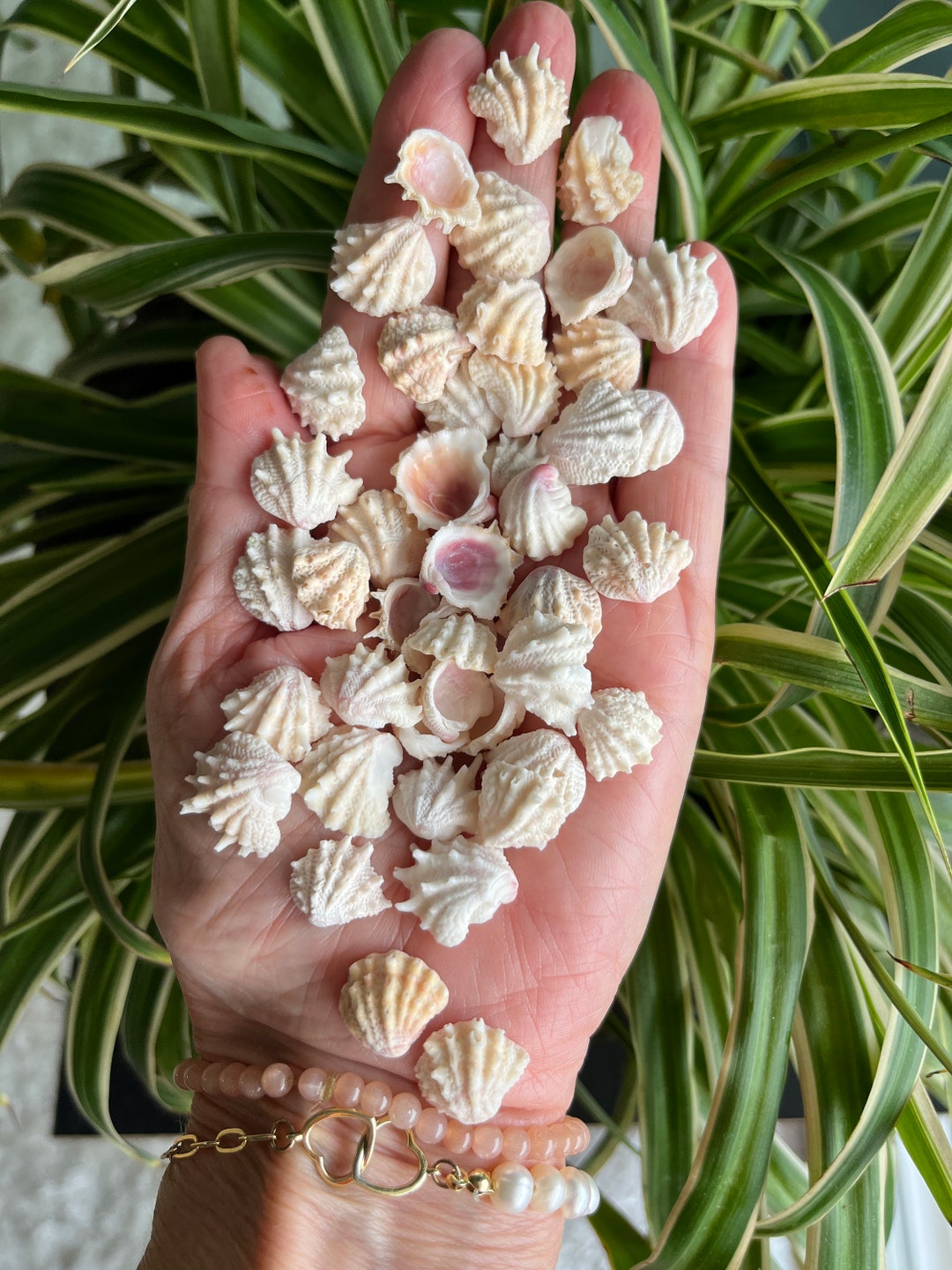 Miniature Florida Spiny Jewelbox Mini Spiny Jewelbox for - Etsy