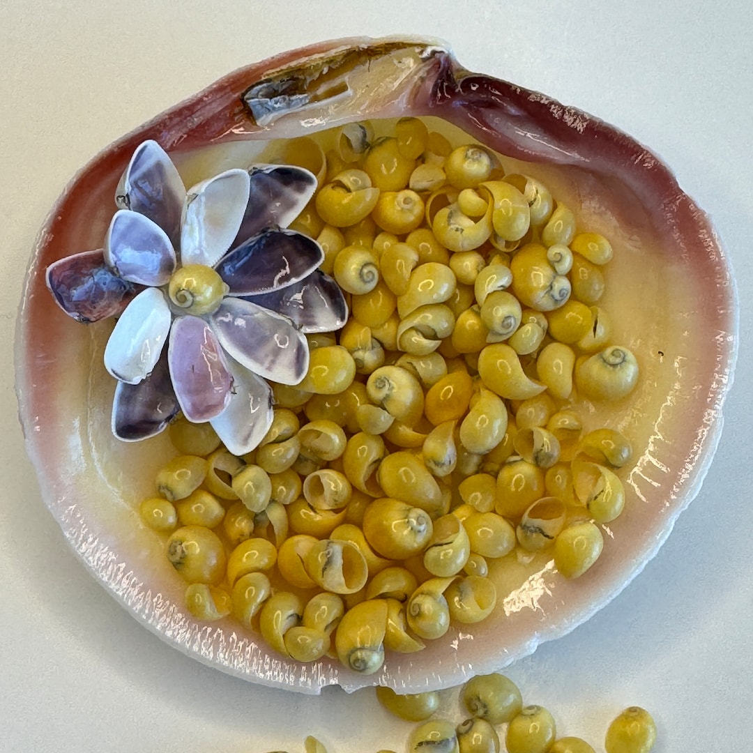 Lovely Yellow Nerite Shells, smaradia Rangiana, 2X3 Bag, Glossy, Tiny ...