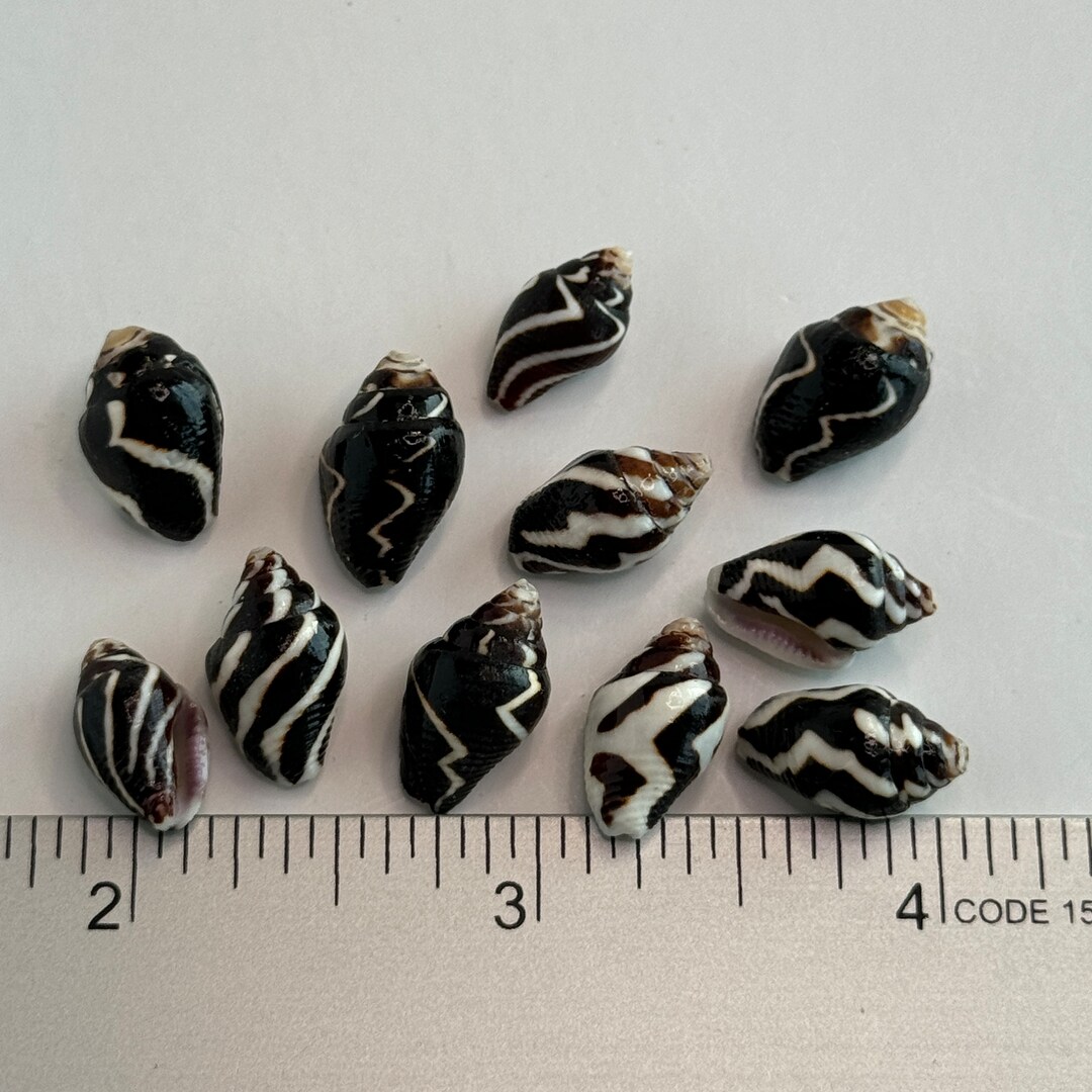 Lightning Dove Snails, Striking Black and White Pattern, Max Size is 1/ ...