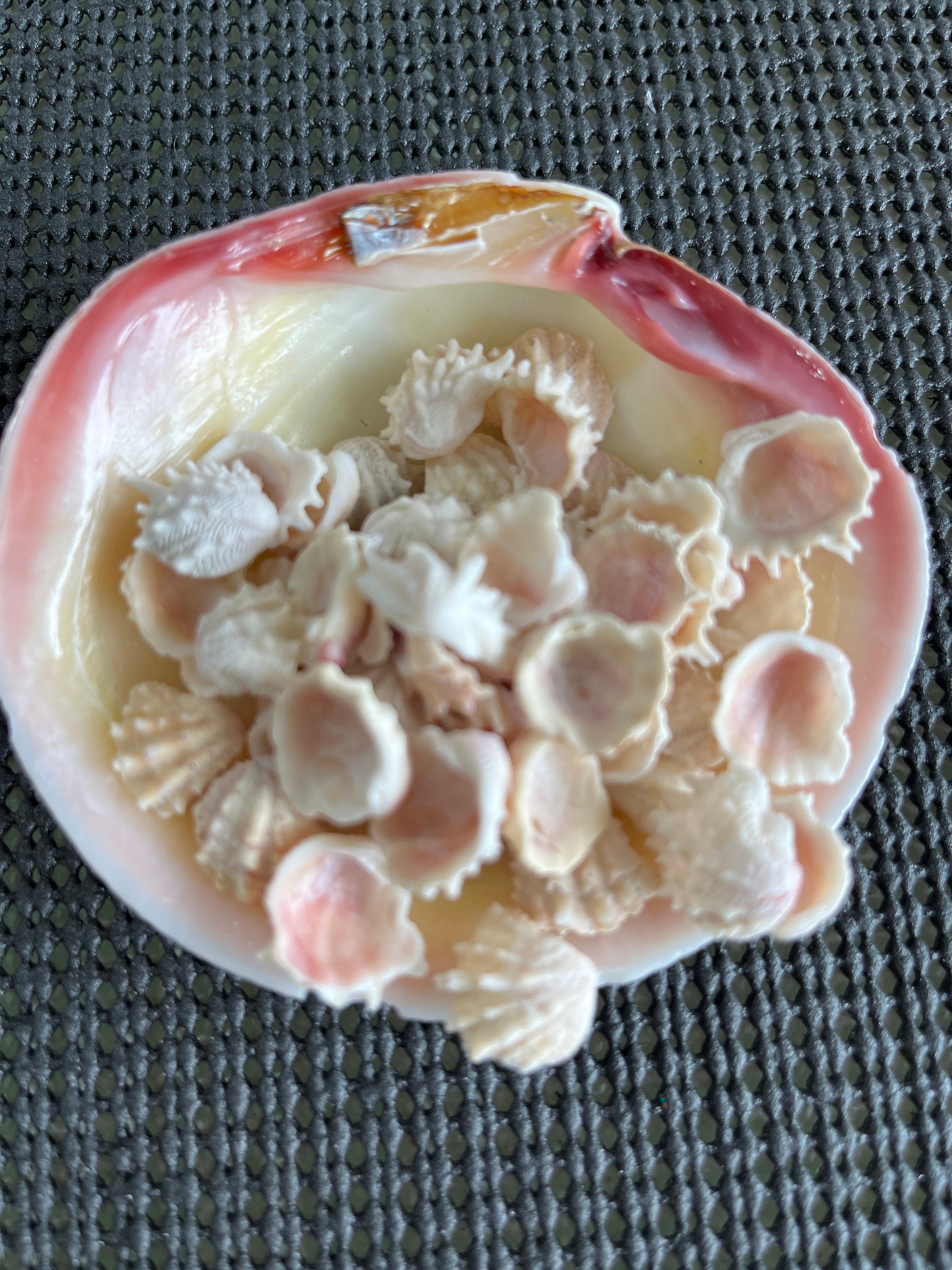 Miniature Florida Spiny Jewelbox Mini Spiny Jewelbox for - Etsy