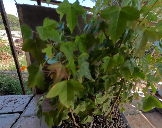 9 Trident Maple Forest Bonsai Starter - Etsy