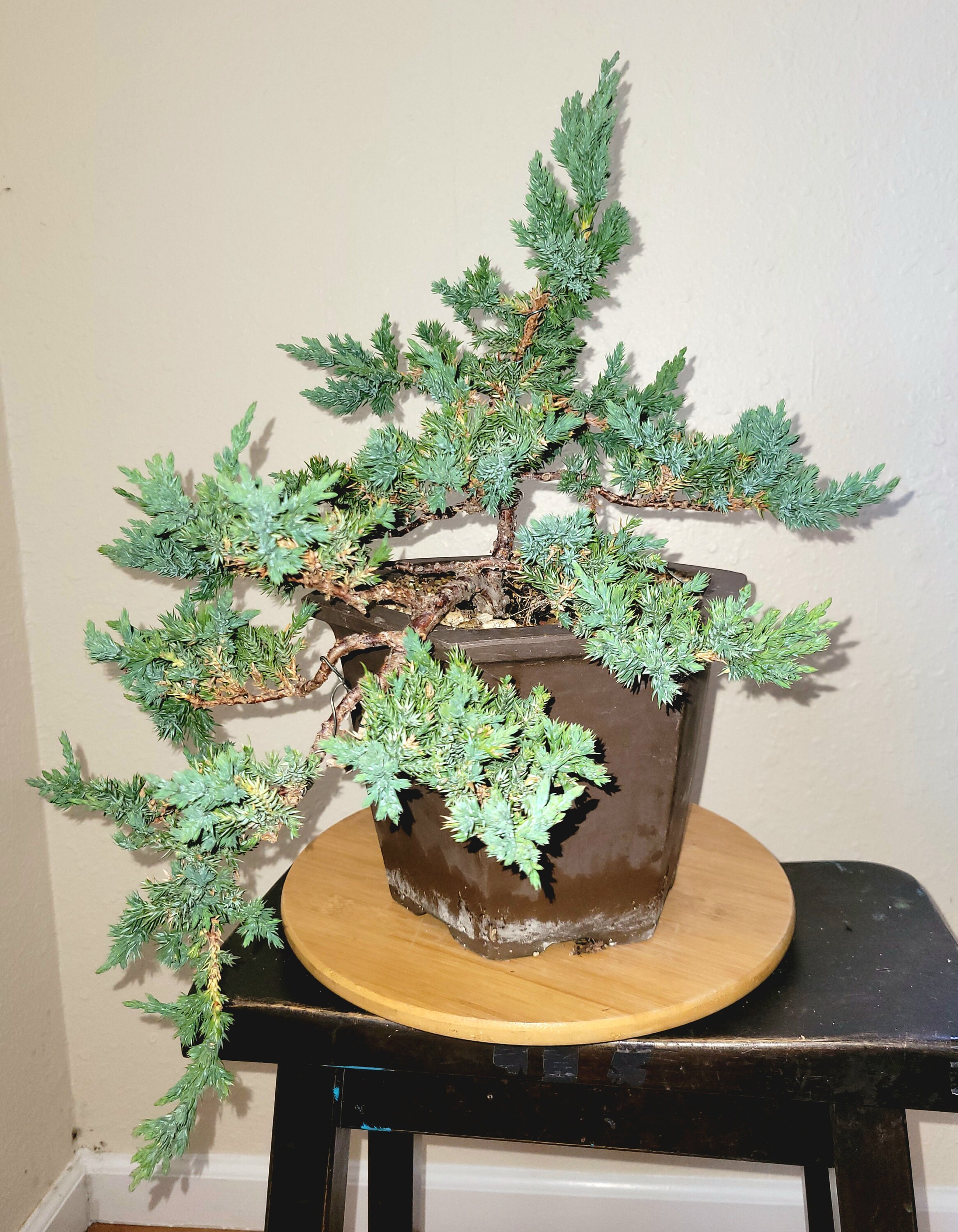 Juniperus Sabina Bonsai
