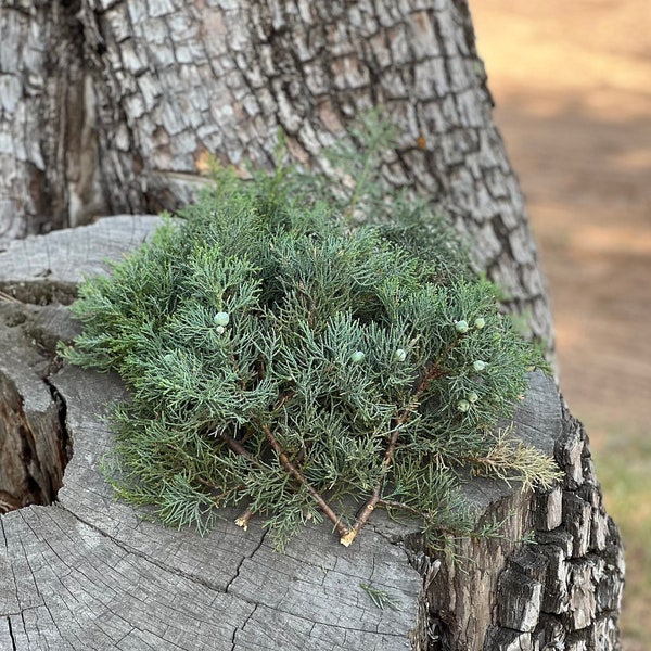 Alligator Juniper - Etsy