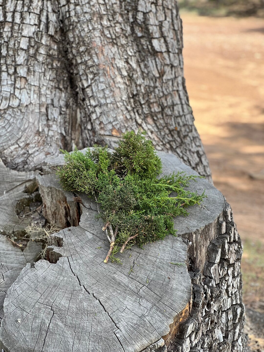 Fresh Cut Shaggy Juniper Branches- Cut to Order, Juniper Branches for ...