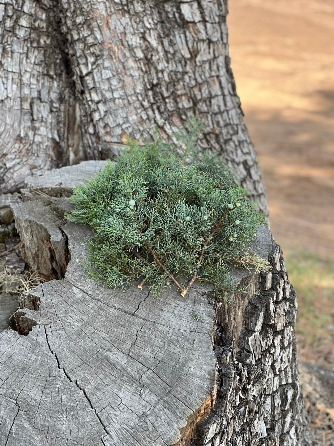 Fresh Cut Alligator Juniper Branches- Fresh Cut Juniper Branches for ...