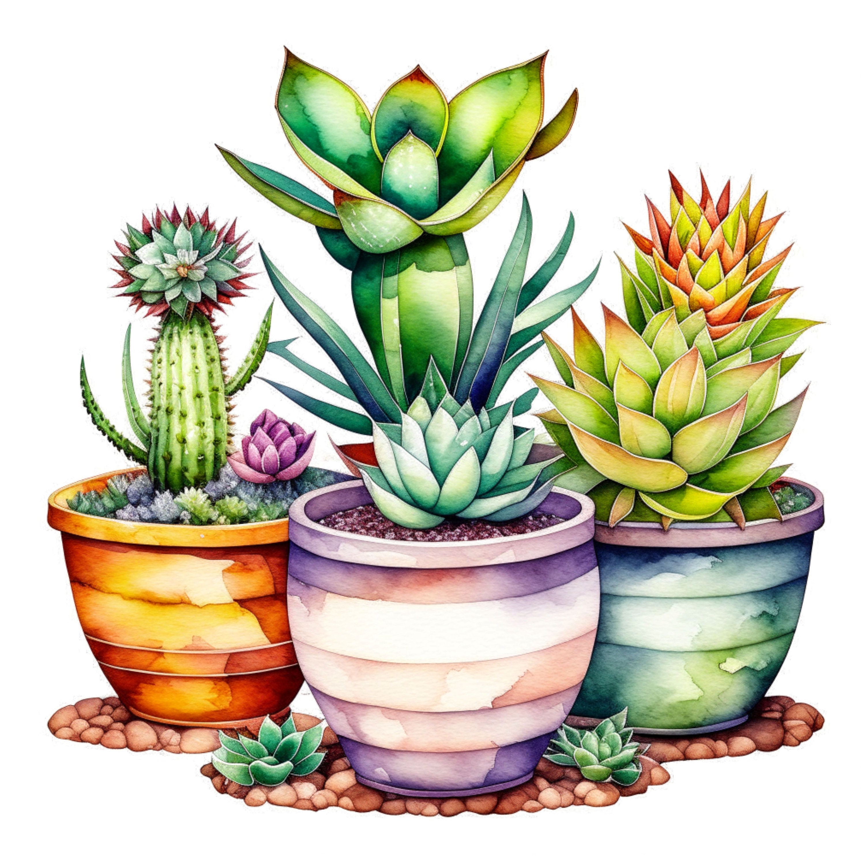 Succulents Digital Art Clipart 10 High Quality Jpgs Digital Download AI ...