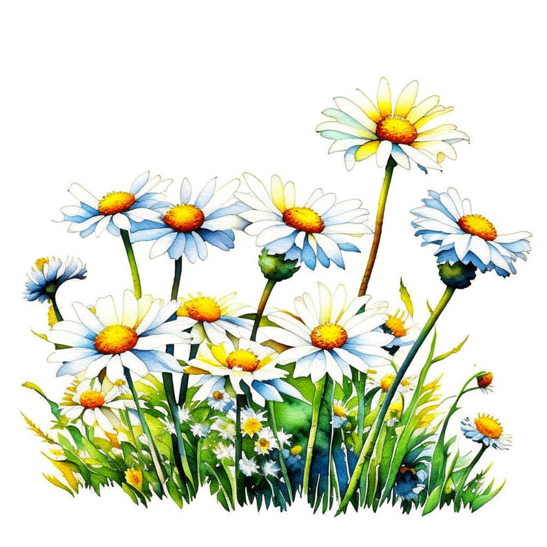 Daisies Digital Art Flowers Clipart 10 High Quality Jpgs Digital ...