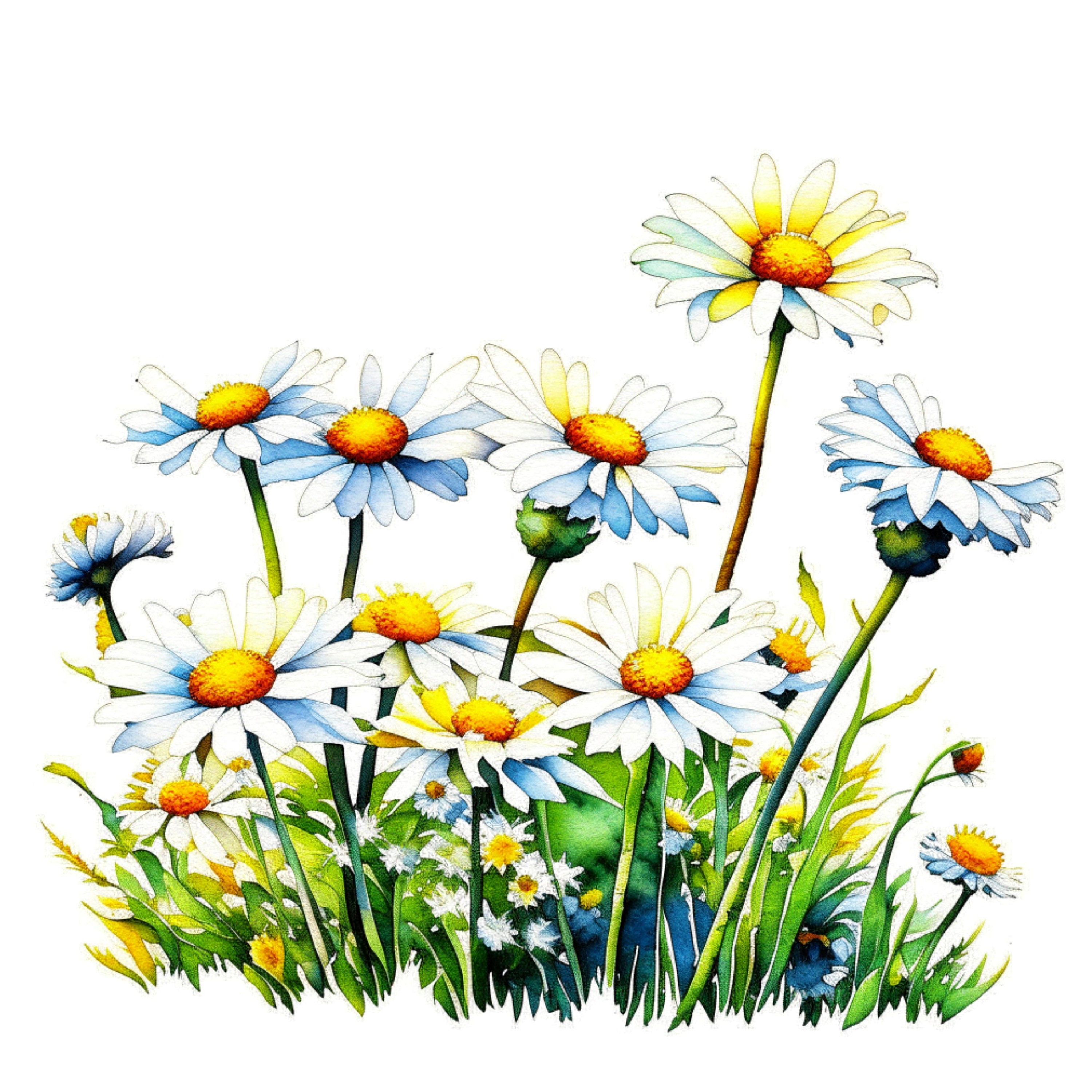 Daisies Digital Art Flowers Clipart 10 High Quality Jpgs Digital ...