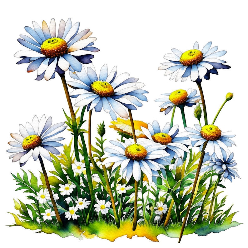 Daisies Digital Art | Flowers Clipart | 10 High Quality Jpgs | Digital ...