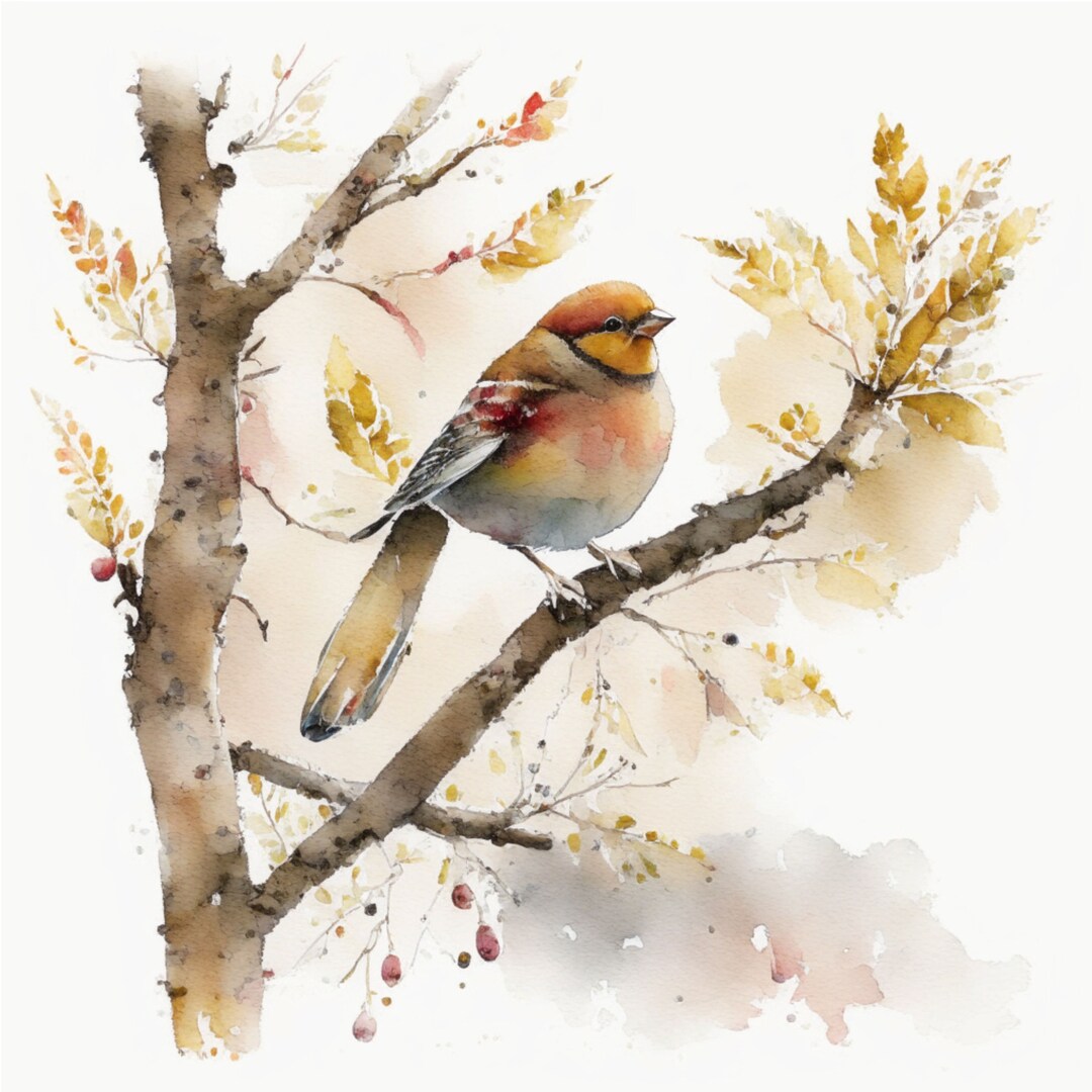 Finch Digital Art | Goldfinch | Zebra Finch Clipart | 12 High Quality ...