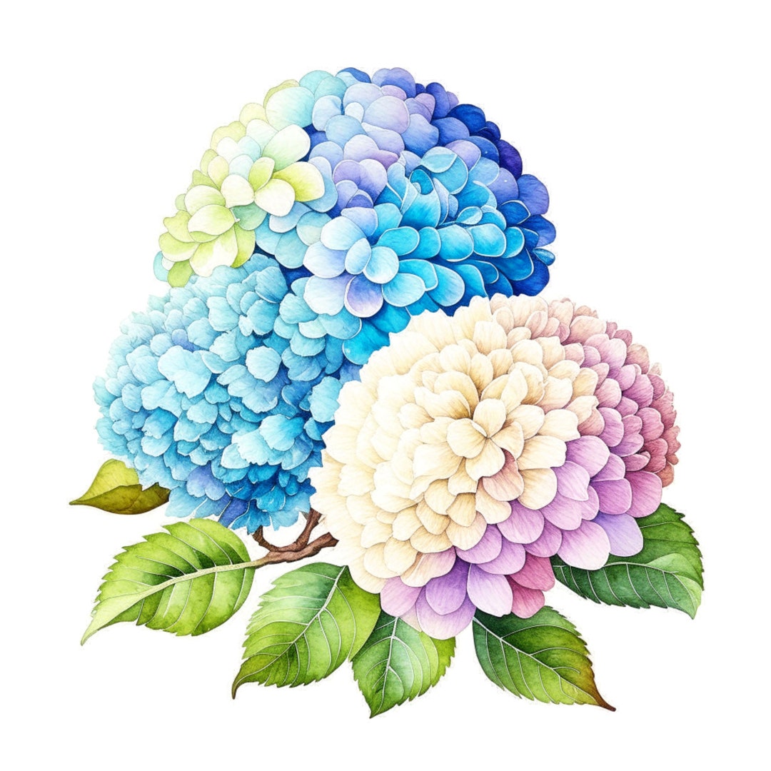 Hydrangeas Digital Art | Clipart | Hydrangea 15 High Quality Jpgs | Digital Download | AI Art ...