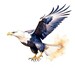 Bald Eagle Digital Art Birds Clipart 10 High Quality Jpgs - Etsy